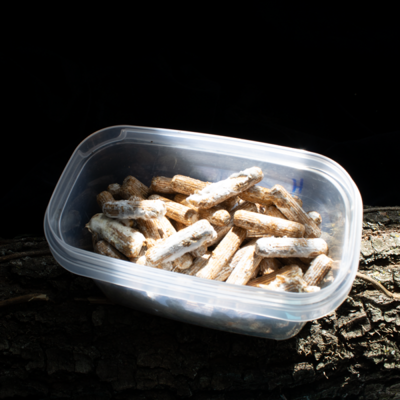 Økologiske Shiitake svampe mycelium-pinde
